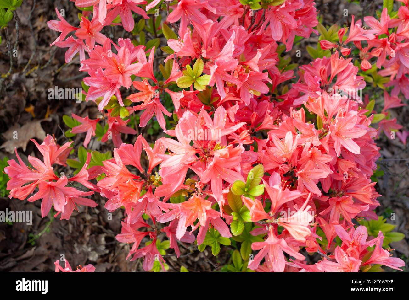 Blue azalea bush hi-res stock photography and images - Alamy