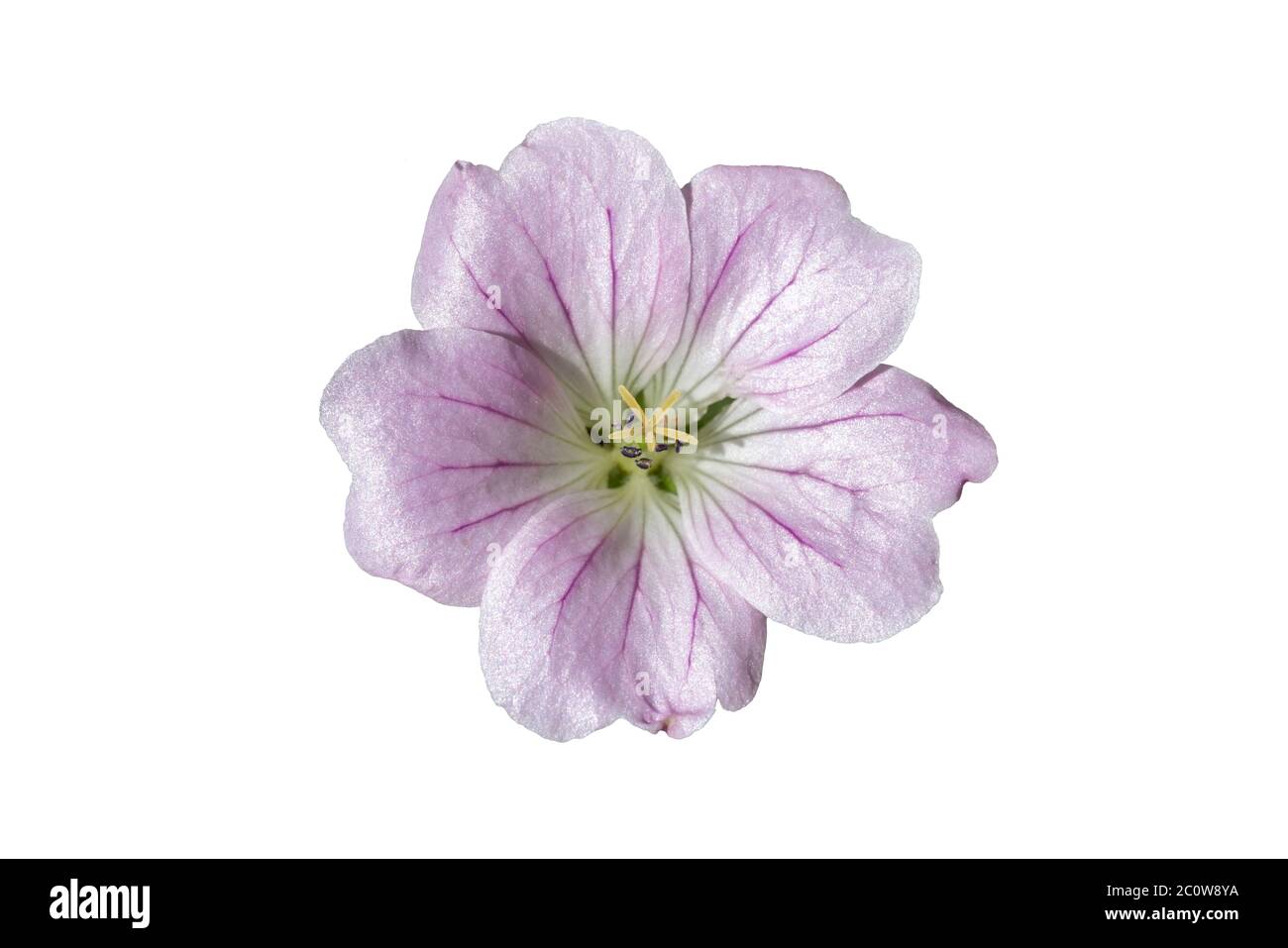 Geranium flower bed Cut Out Stock Images & Pictures - Alamy
