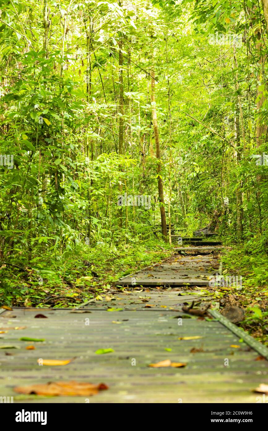 Rainforest canopies hi-res stock photography and images - Alamy