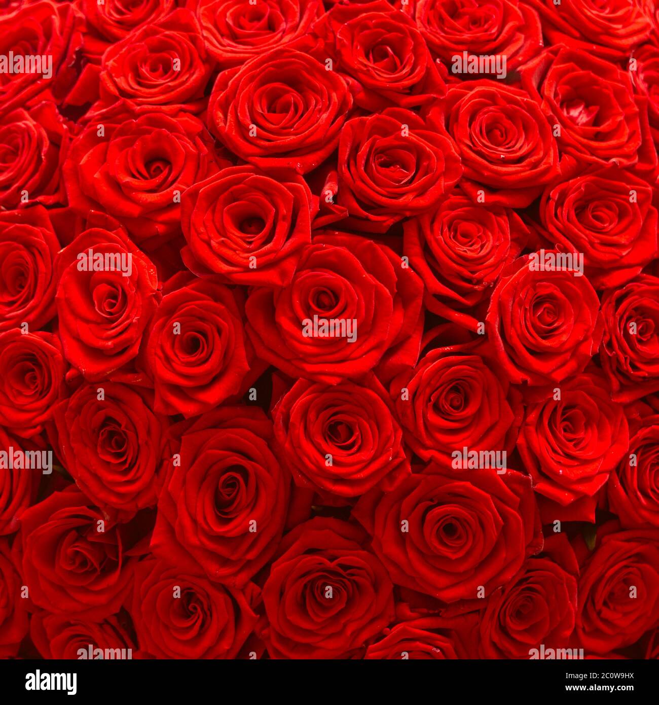 Big bunch of red roses Stock Photo - Alamy