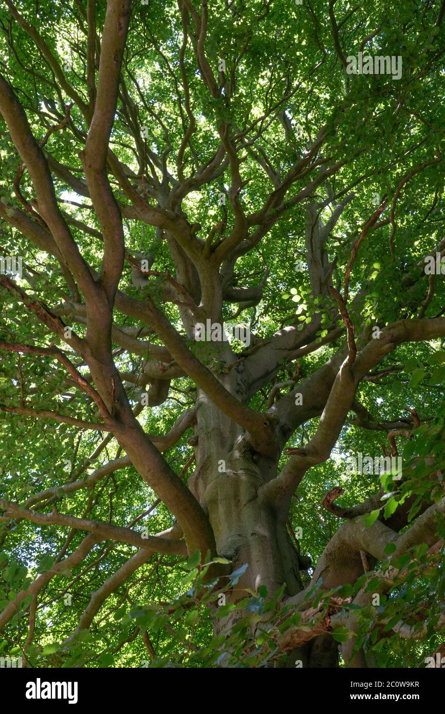 Kingswinford High Resolution Stock Photography and Images - Alamy