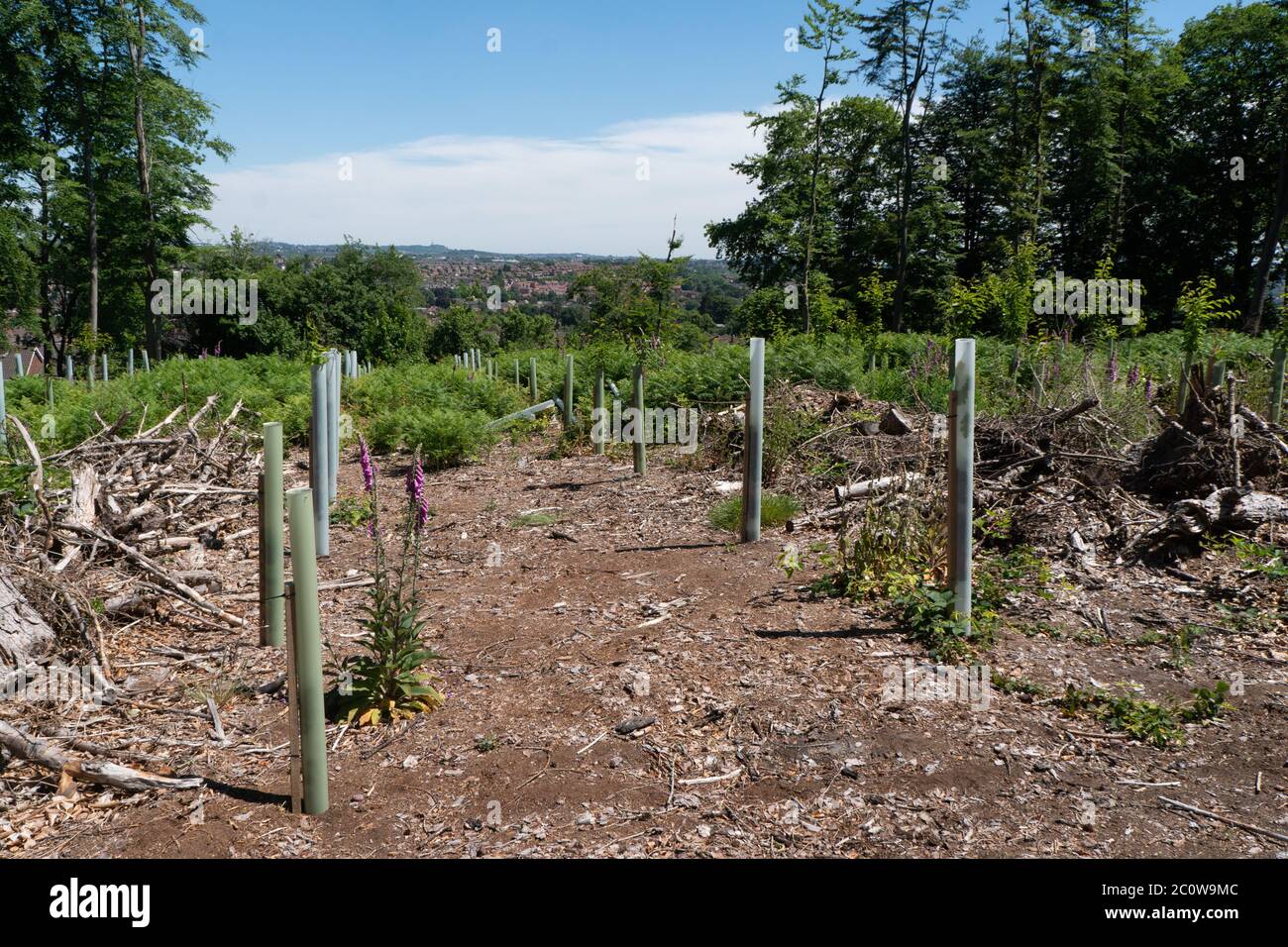 Plastic tree protectors hi-res stock photography and images - Alamy