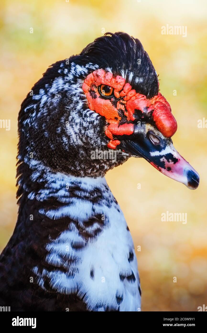 Muscovy duck drake hi-res stock photography and images - Alamy