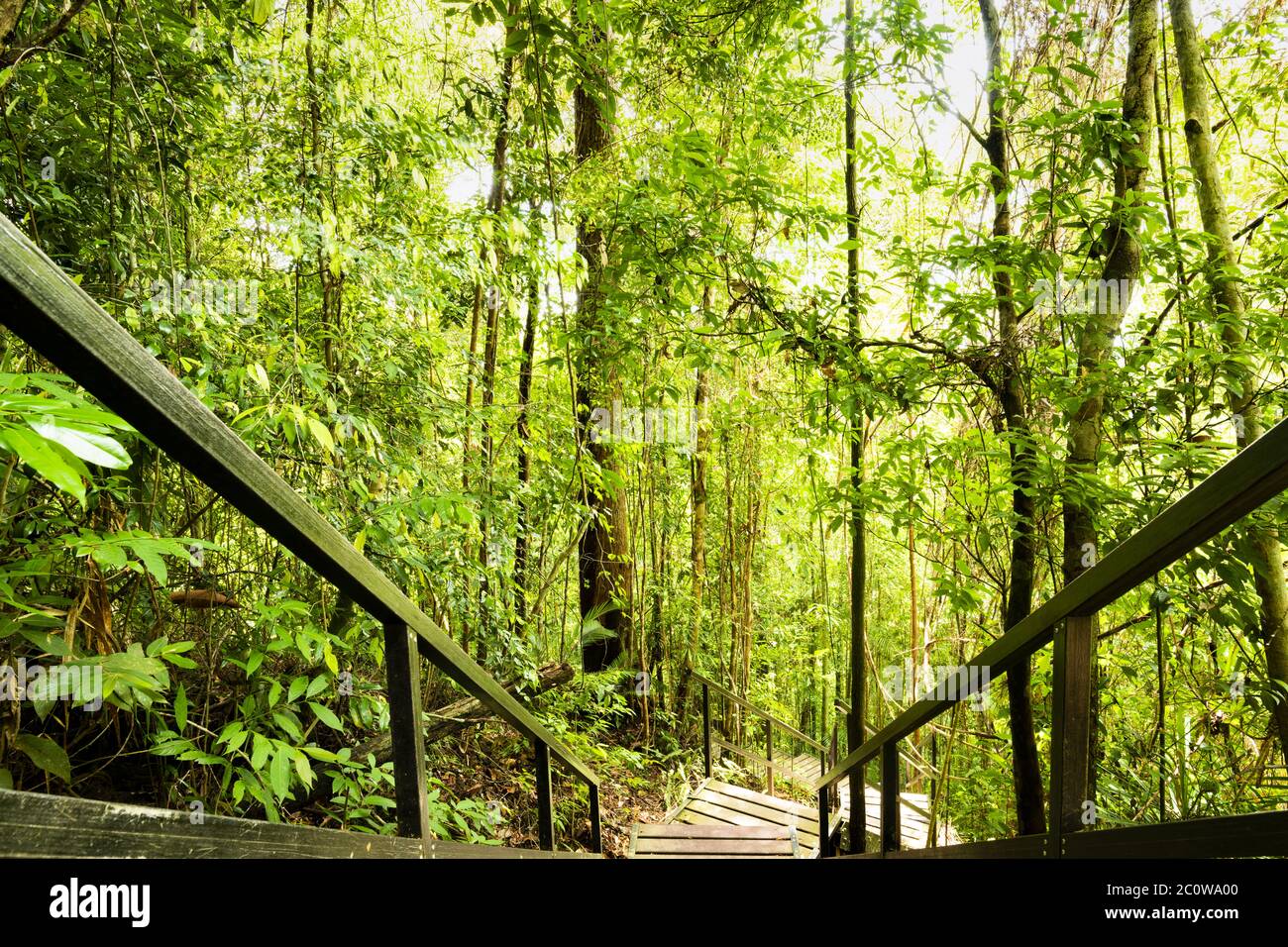 Rainforest canopies hi-res stock photography and images - Alamy