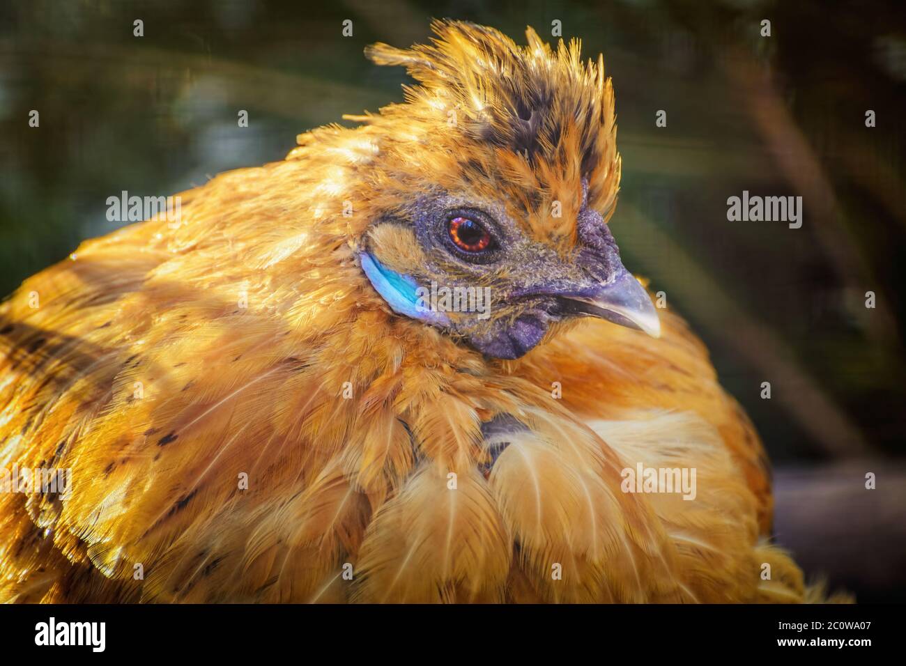 Portrait of Hen Stock Photo - Alamy