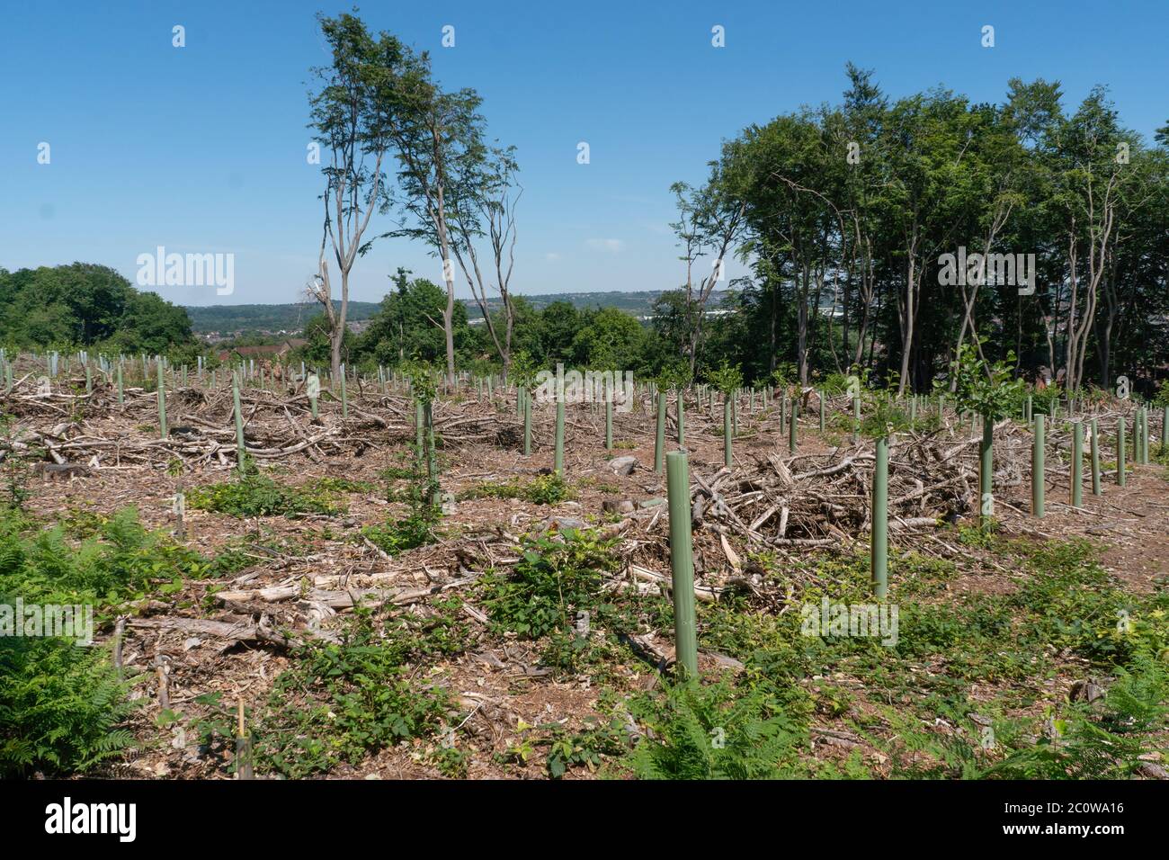 Plastic tree protectors hi-res stock photography and images - Alamy