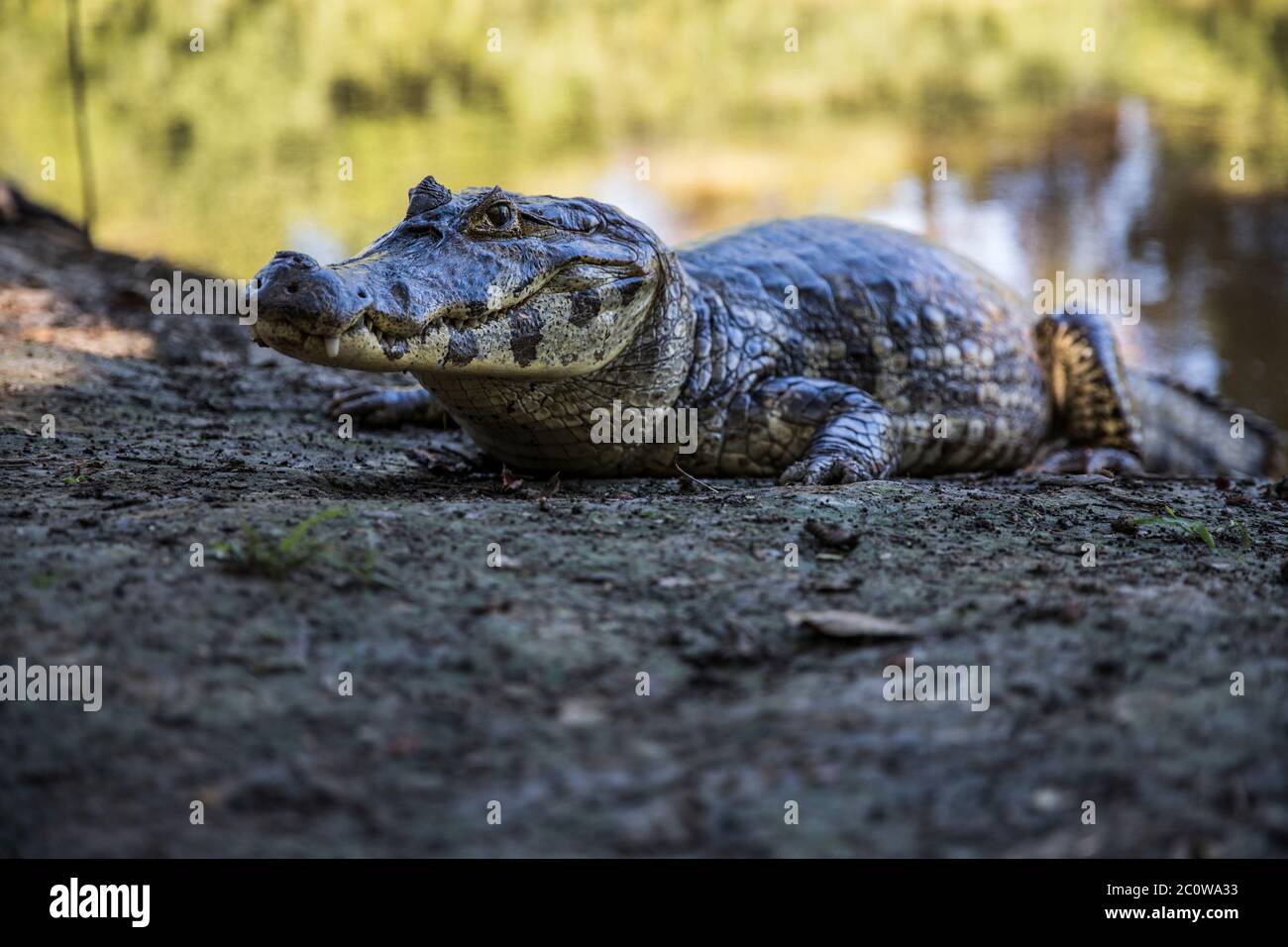 alligator swimming in river through a bunch of trees Stock Photo - Alamy