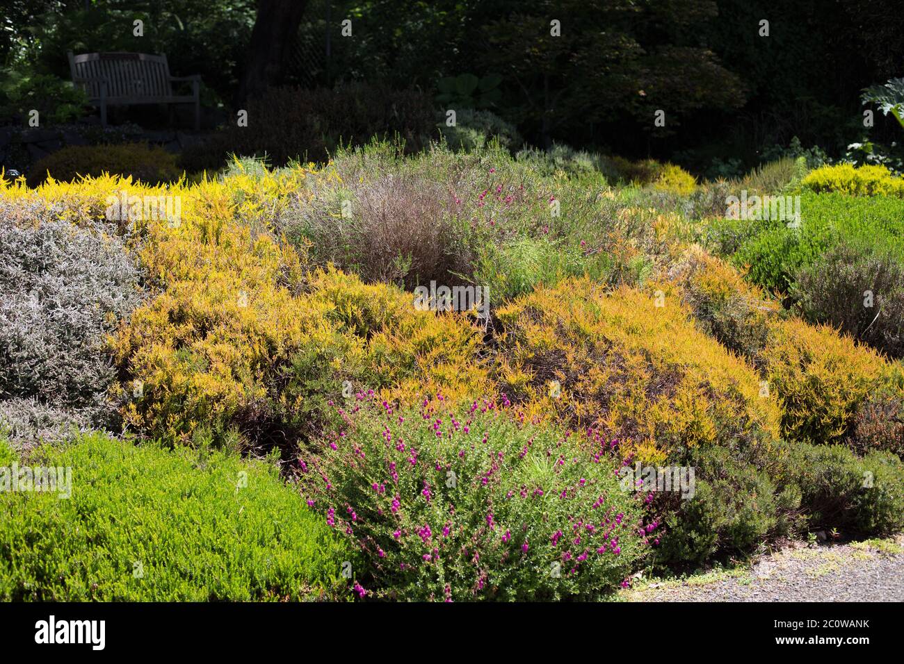 Heather plant varieties hi-res stock photography and images - Alamy