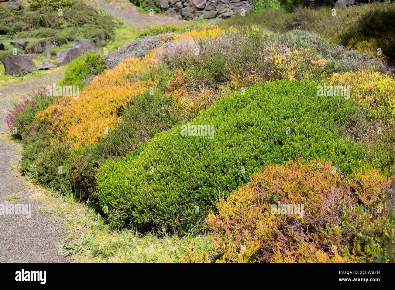 Heather plant varieties hi-res stock photography and images - Alamy
