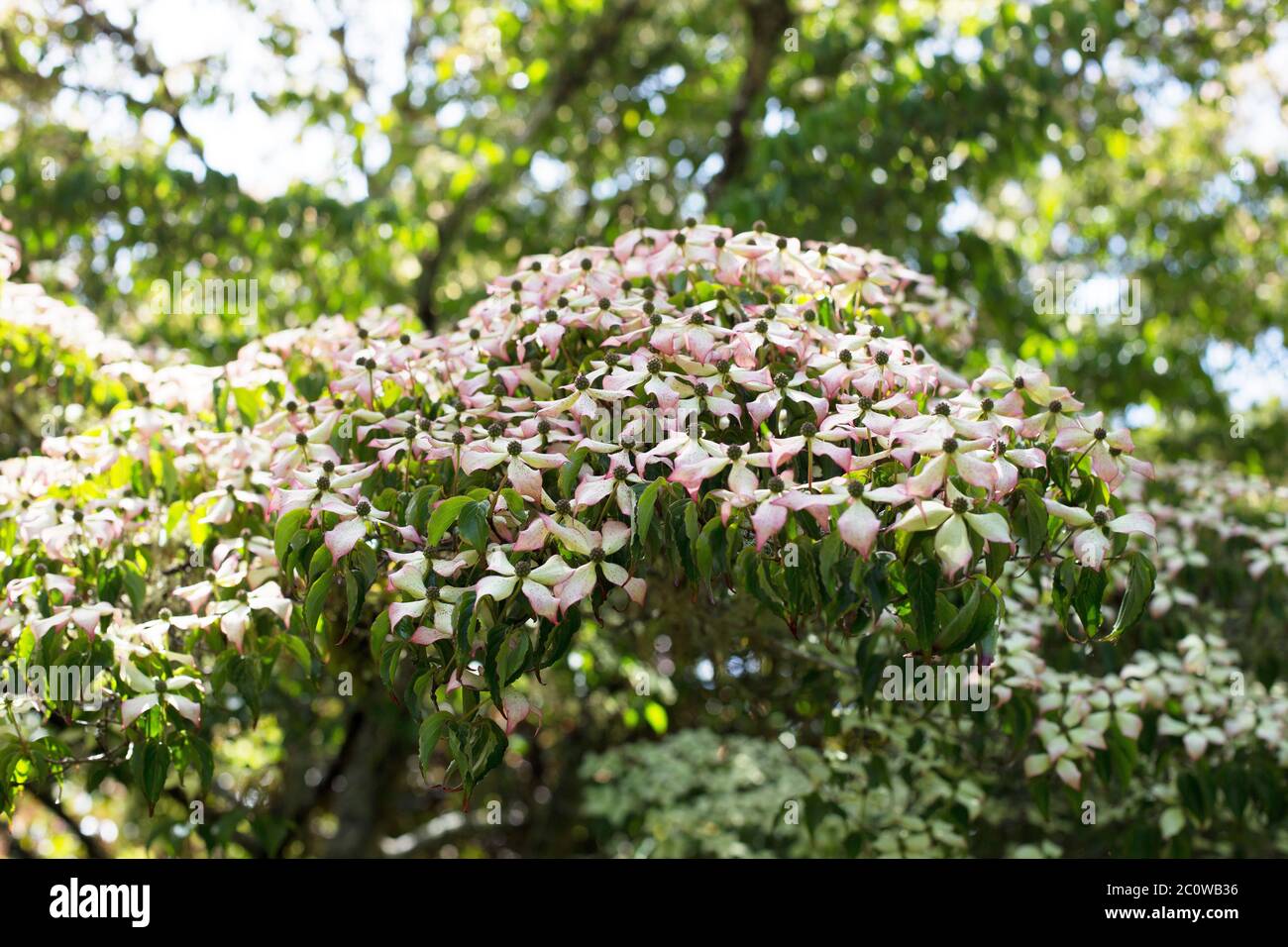 Cornus Kousa, close up Stock Photo - Alamy