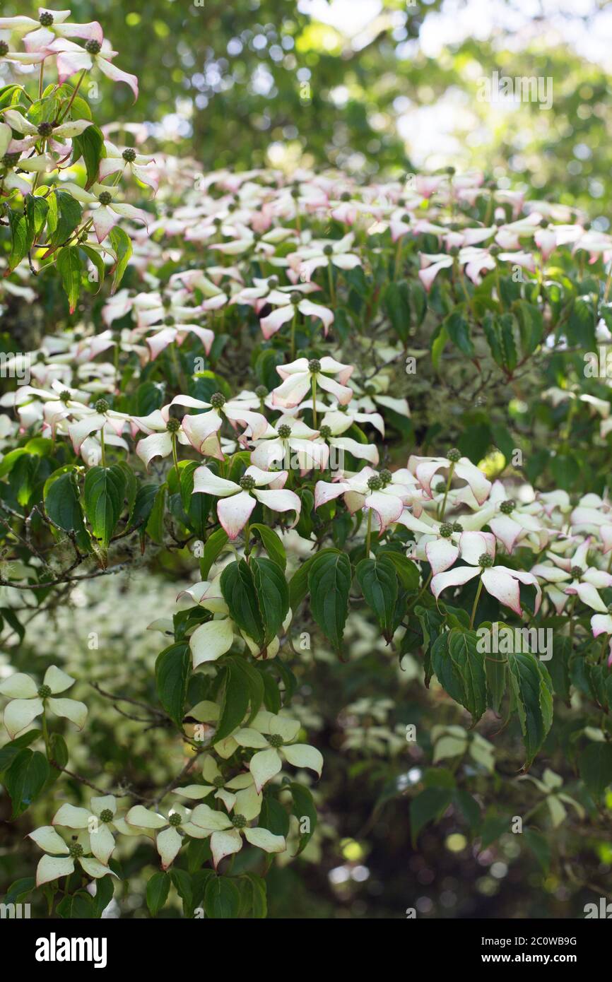 Cornus kousa close up hi-res stock photography and images - Alamy