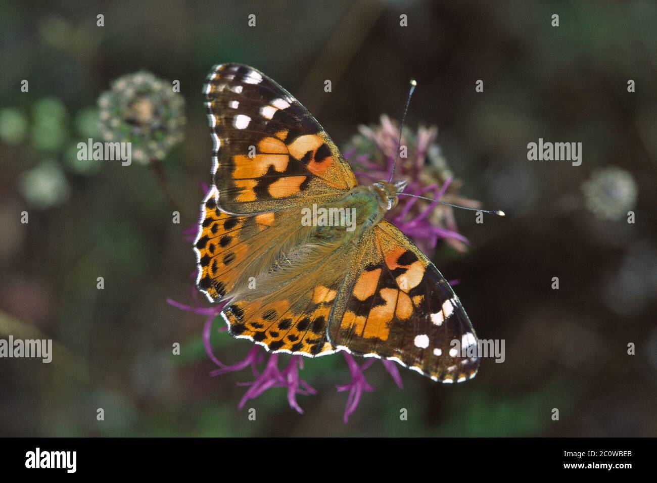 vanessa cardui,painted lady Stock Photo - Alamy