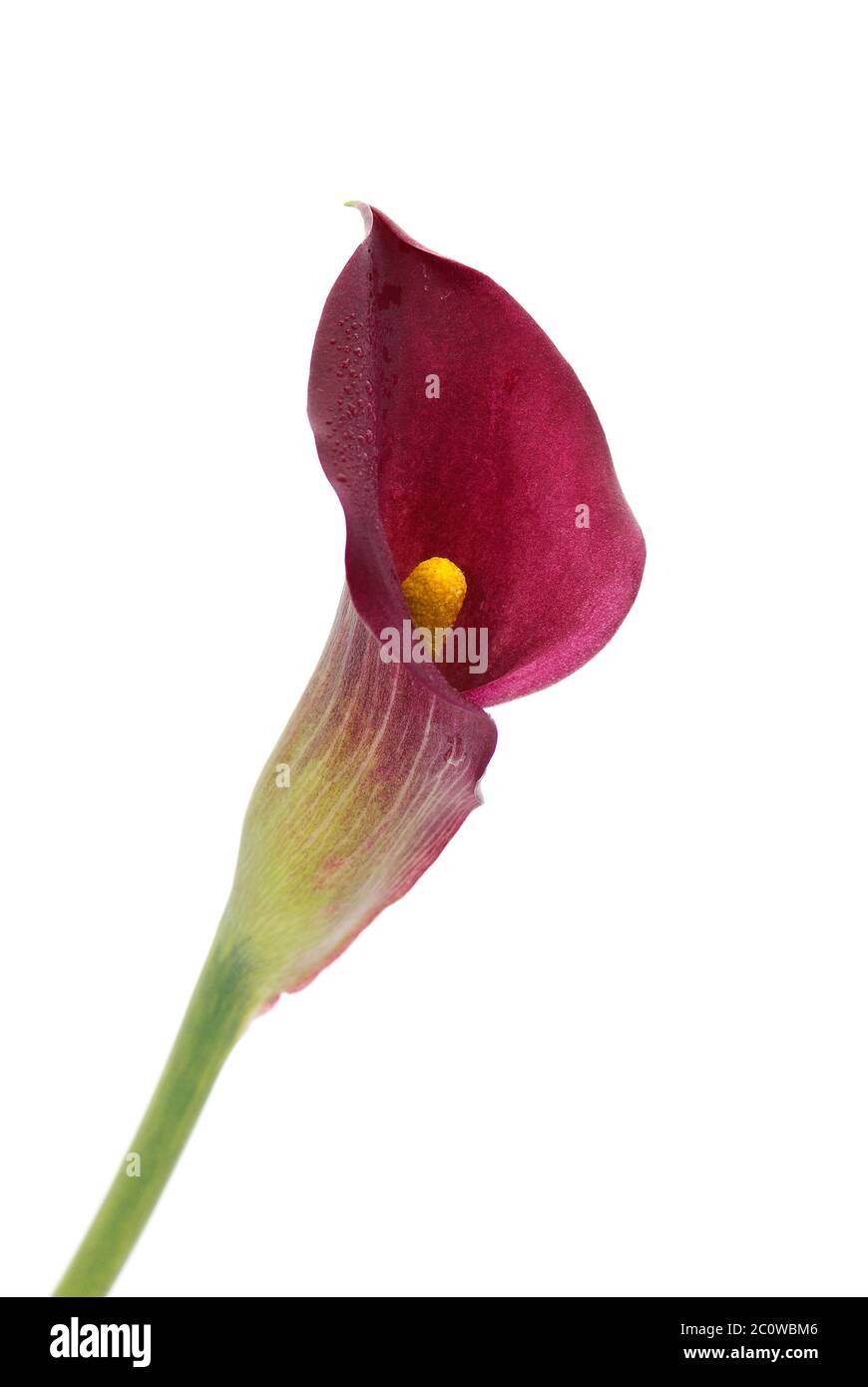 Calla Cut Out Stock Images & Pictures - Alamy