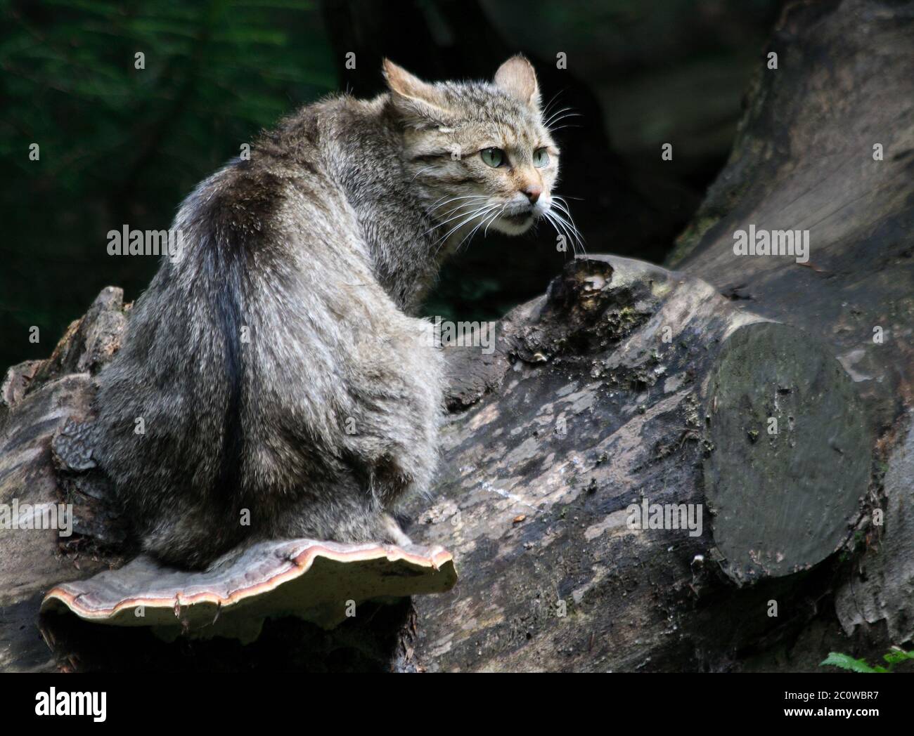 wildcat wild hunter big cat feline predator eyes shy wildcat to hiss ...
