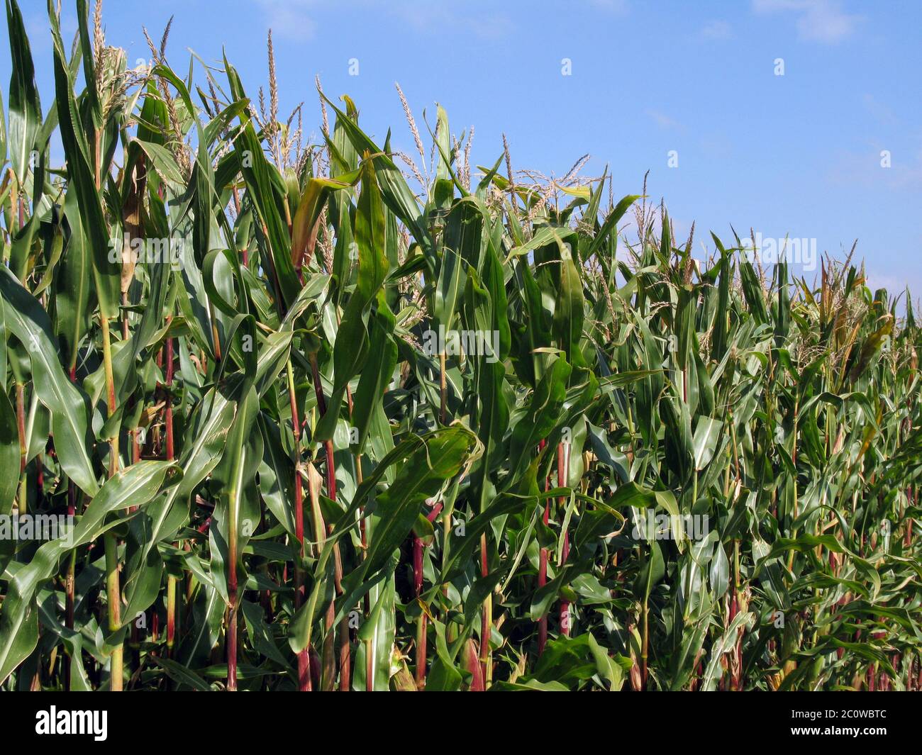 blue food aliment agrarian fodder plant green agriculture farming field ...