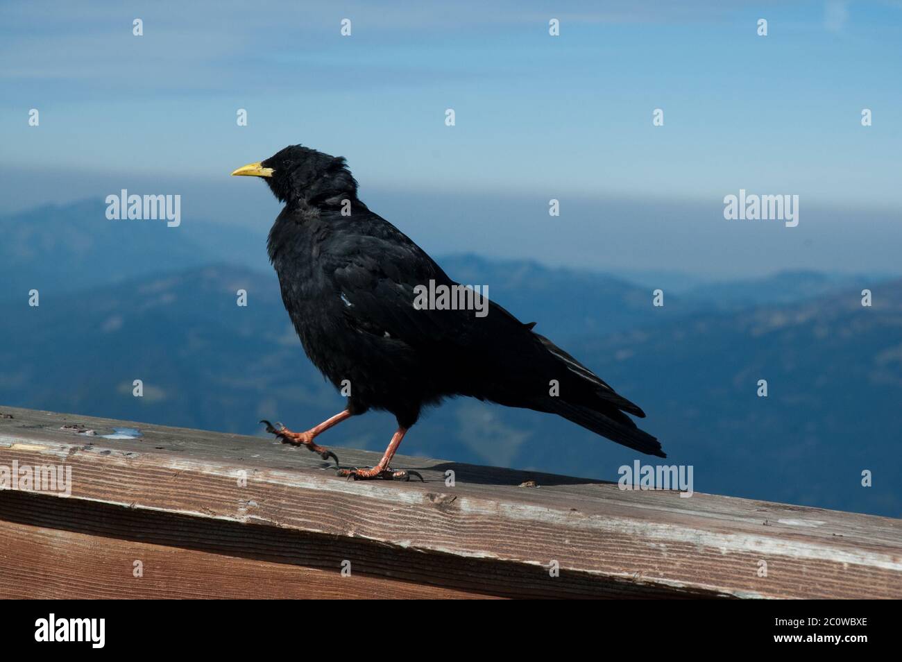Man and raven hi-res stock photography and images - Alamy