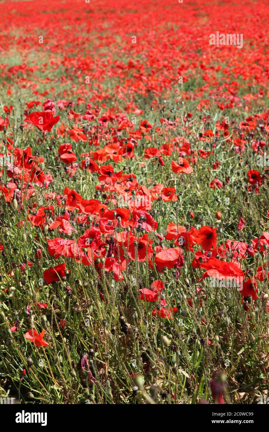 environment enviroment flower plant summer summerly poppy landscape ...