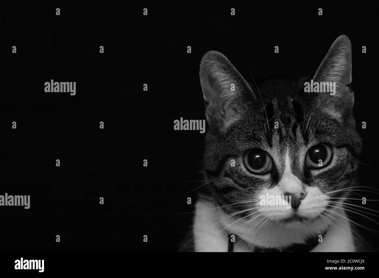 Sad cats Black and White Stock Photos & Images - Alamy