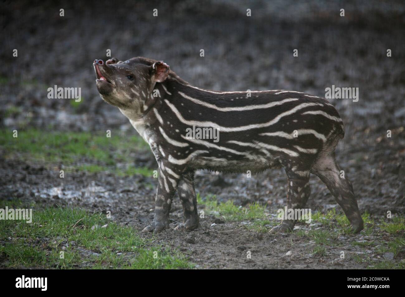 South america rainforest tapir hi-res stock photography and images - Alamy