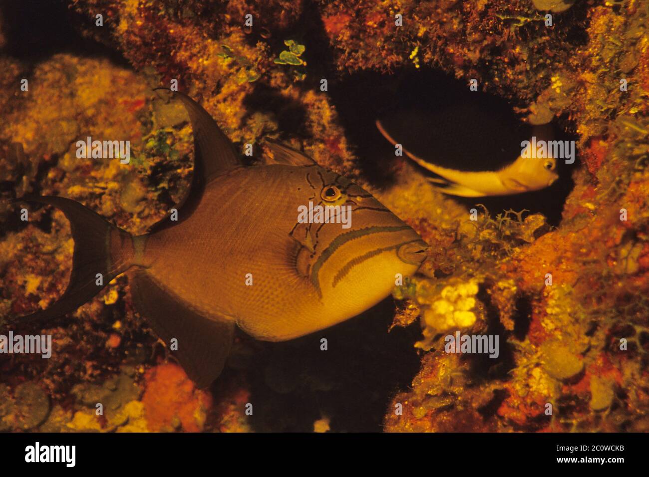 Triggerfish mouth teeth hi-res stock photography and images - Alamy