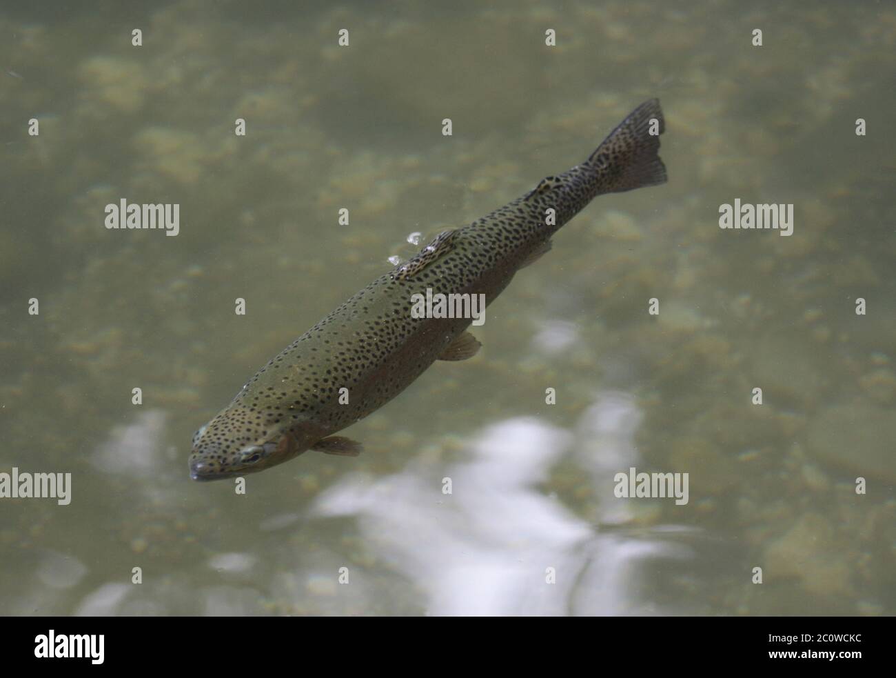 brook trout fish trout pisces brook trout water swimming swiming swim ...