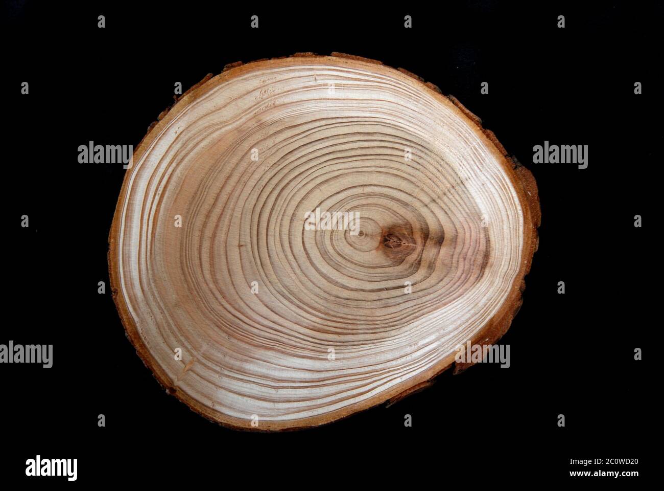 tree wood grow annual rings concentric tree wood grow annual rings ...