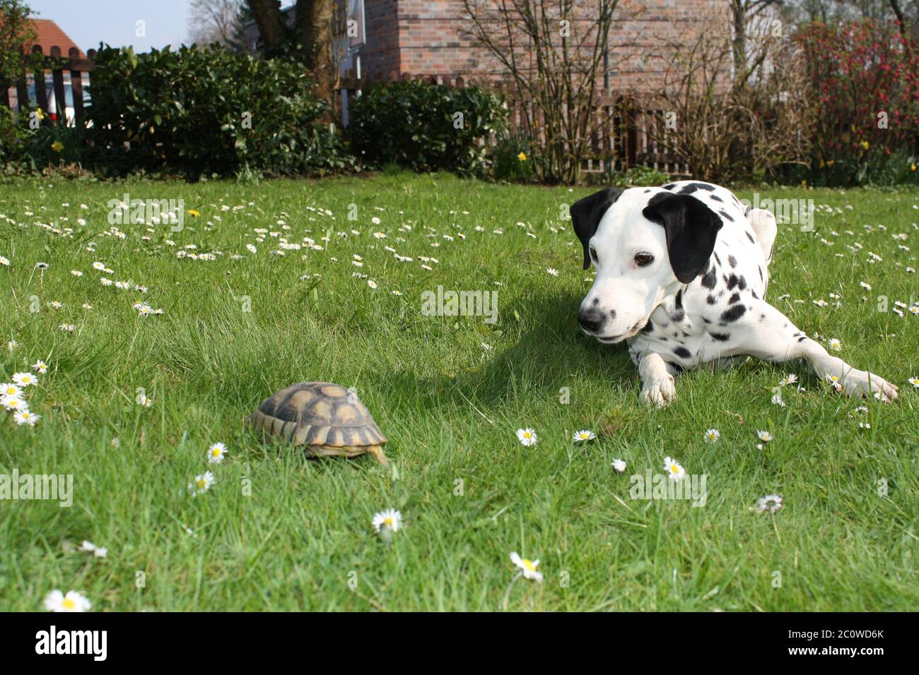 dog dogs dalmatian tortoise turtles tortoises meadow turtle garden ...