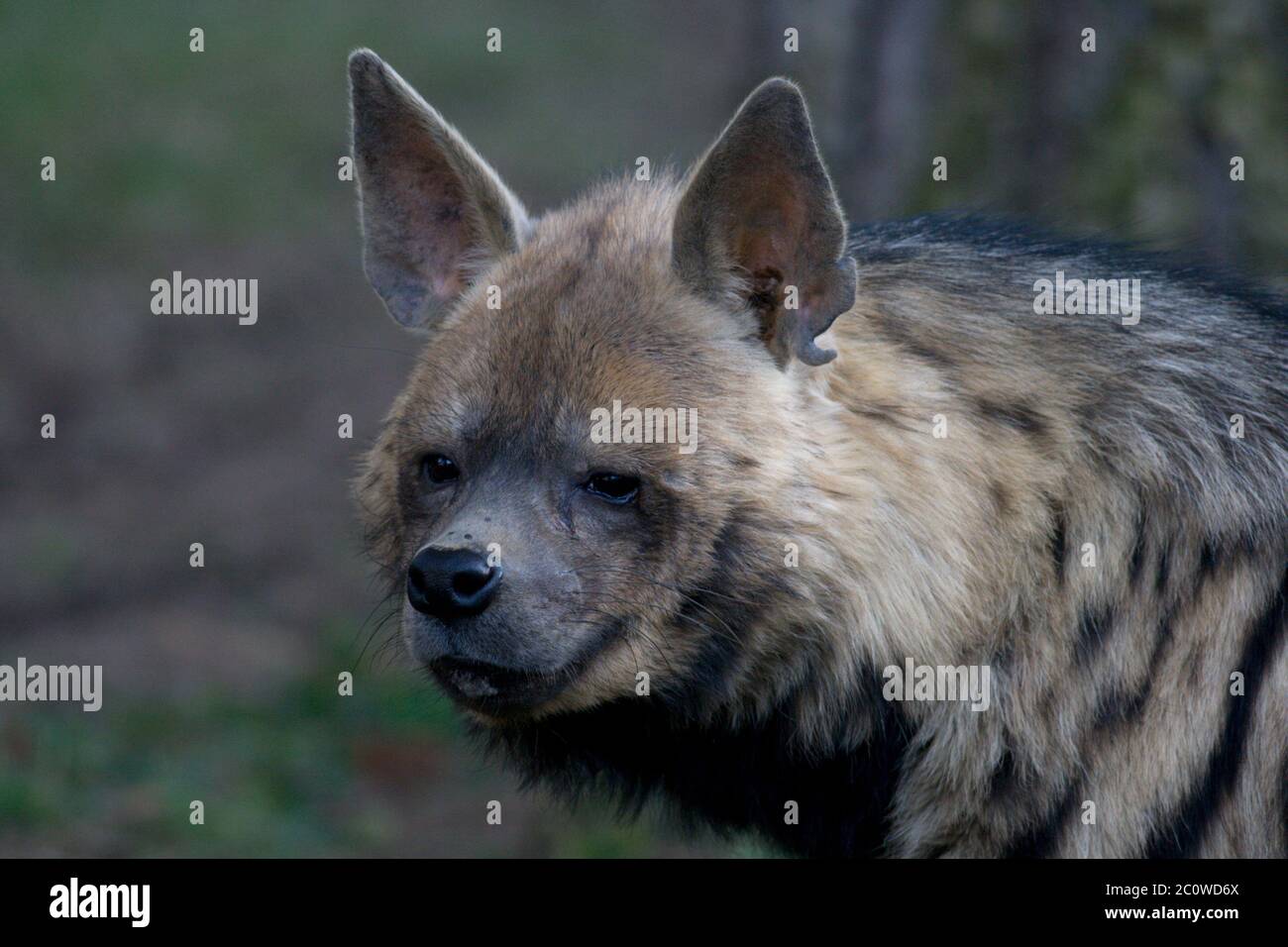 africa savannah striated predator hyaena hyena predatory muscular ...