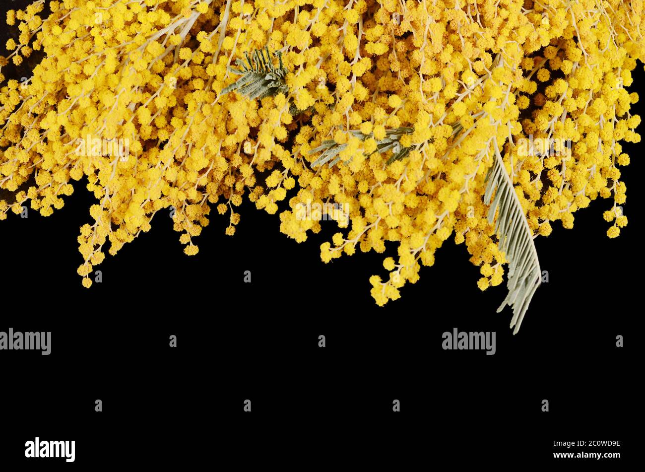 Yellow mimosa on black background Stock Photo - Alamy