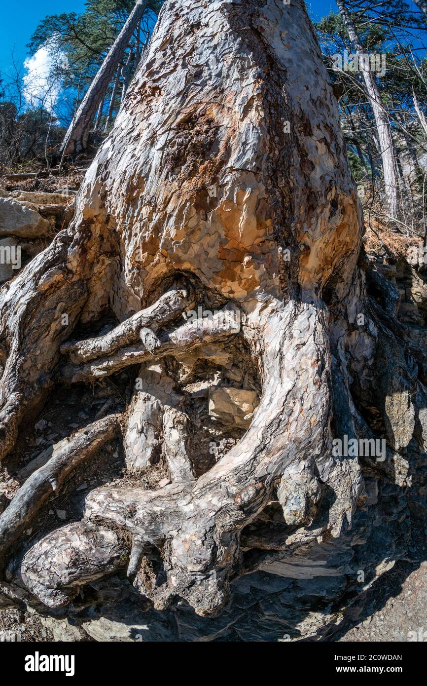 Pine roots and bark close up texture. Forestry, ornamental. Bark of ...