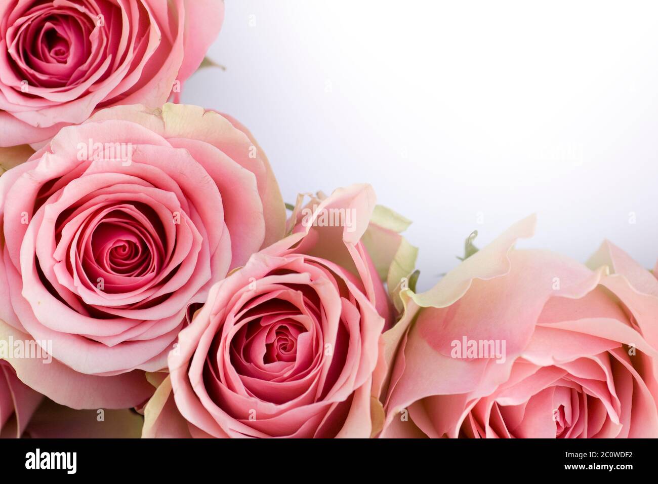 beautiful roses in a row with a white card Stock Photo - Alamy