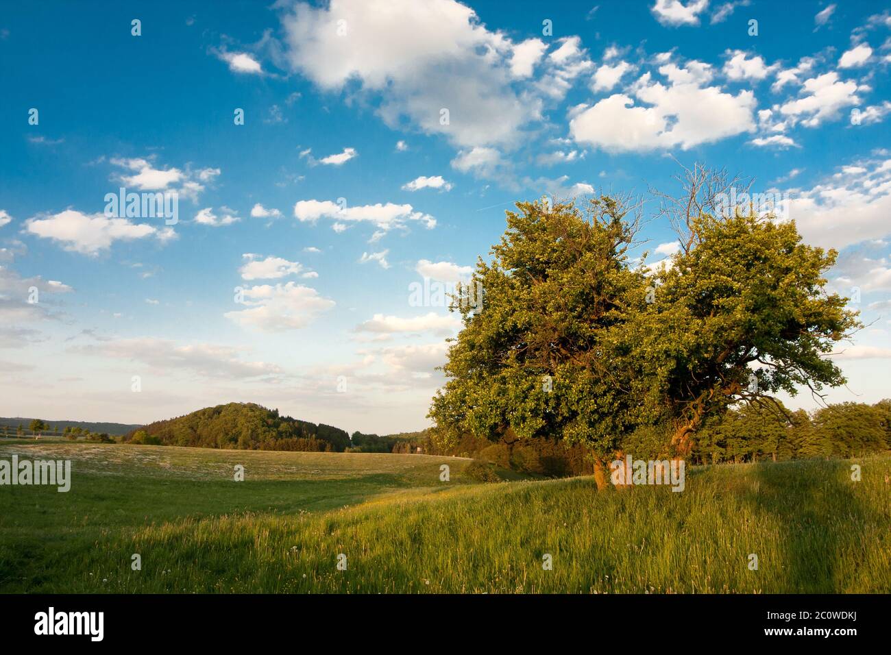 tree field resin sight view outlook perspective vista panorama lookout ...
