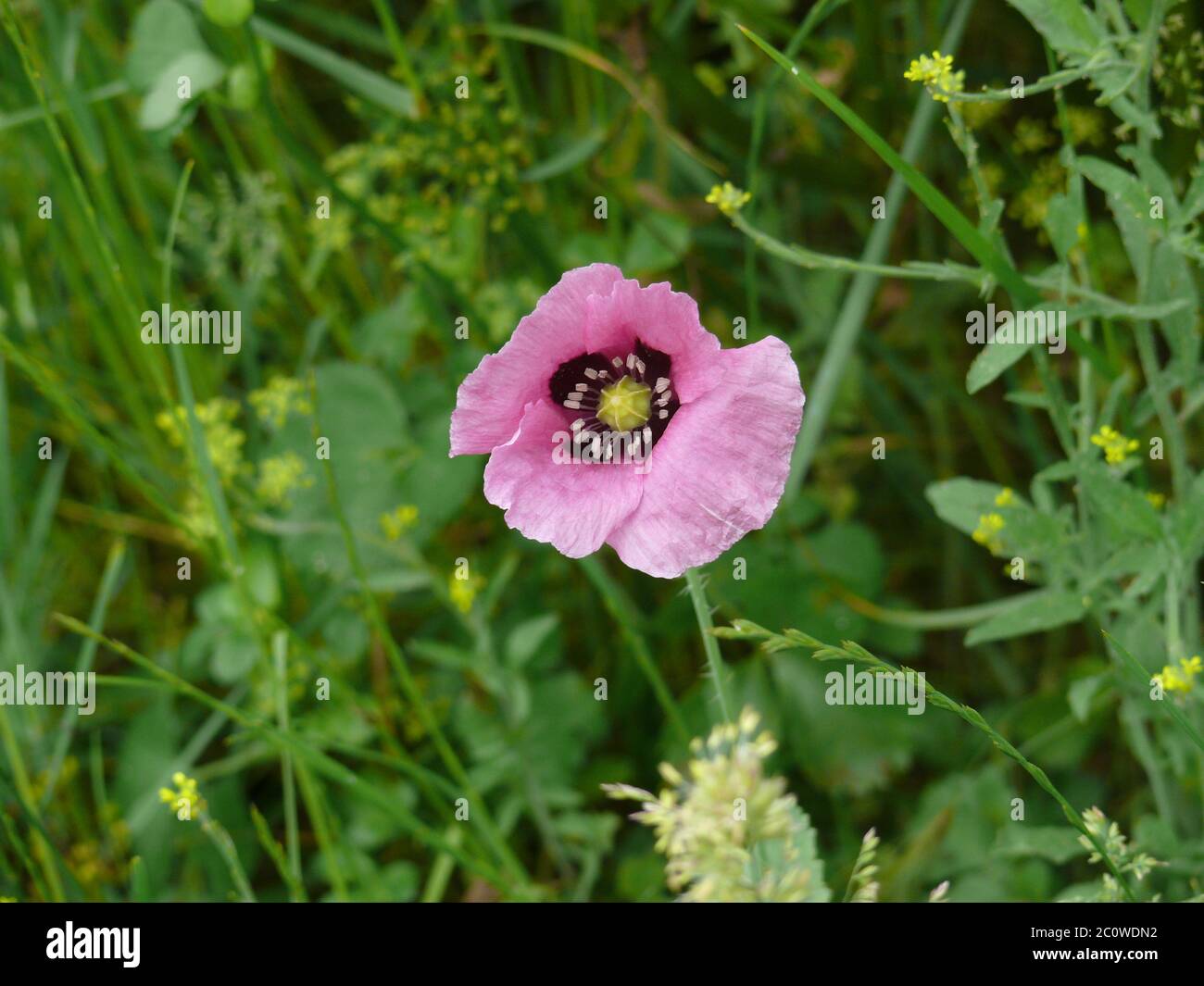 A single pink wild flower in the English countryside Stock Photo - Alamy