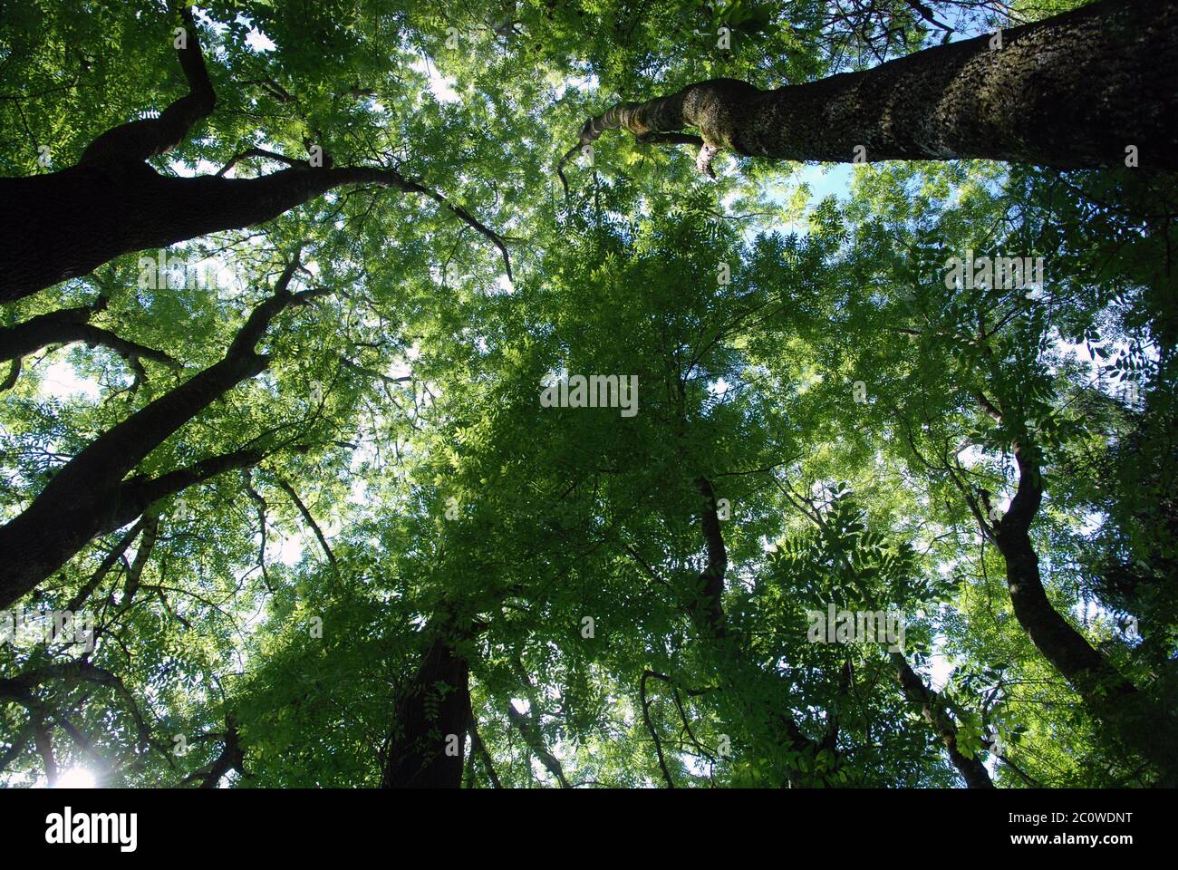 Forest treetops hi-res stock photography and images - Alamy