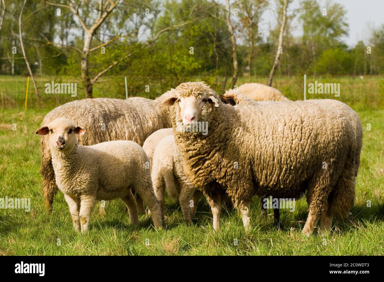 sheep, farm animal, lambs, sheep (pl.), lamb, bucolic, animal, mammal ...