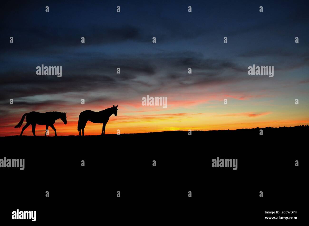 horse, night, nighttime, sunset, evening, stallion, silhouette, stud ...