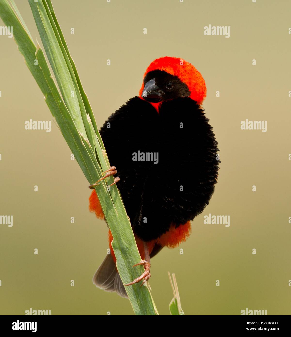 Puffed up bird hi-res stock photography and images - Alamy