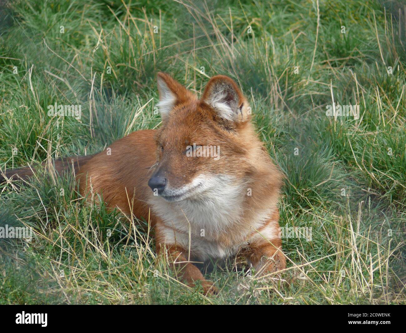 A fox relaxing in tall long grass Stock Photo - Alamy