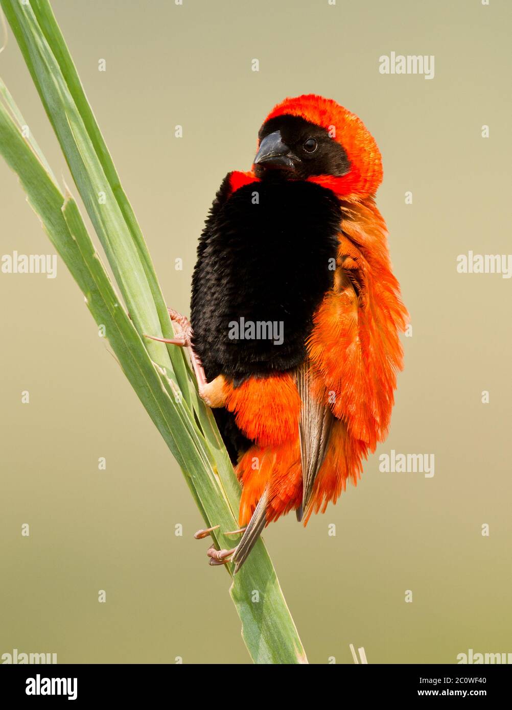 red bishop puffed up Stock Photo - Alamy