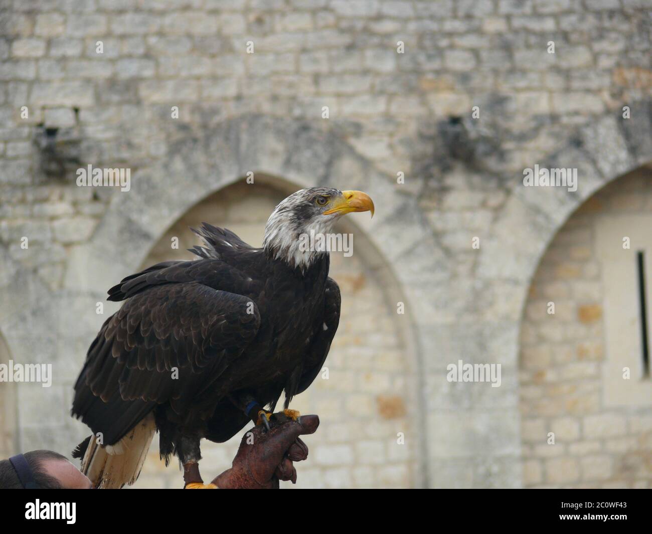 Eagle at French castle display Stock Photo - Alamy