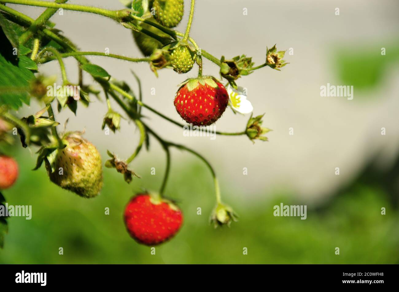 garden, wild, fruit, vegetable, strawberry, gardens, harvest, forest ...