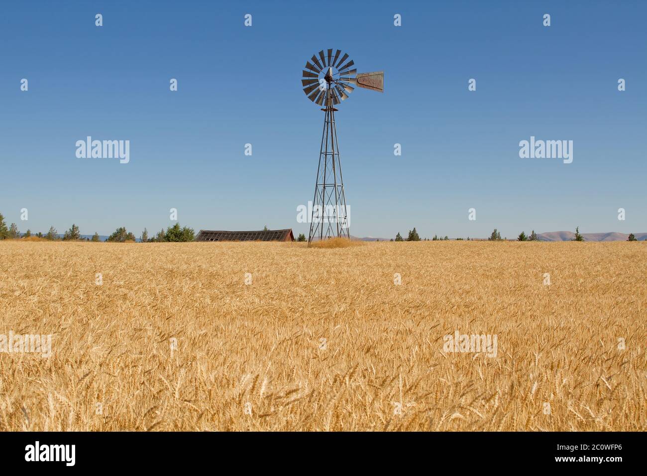 food, aliment, grain, wheat, windmill, farm, whole, meadow, grass, lawn ...