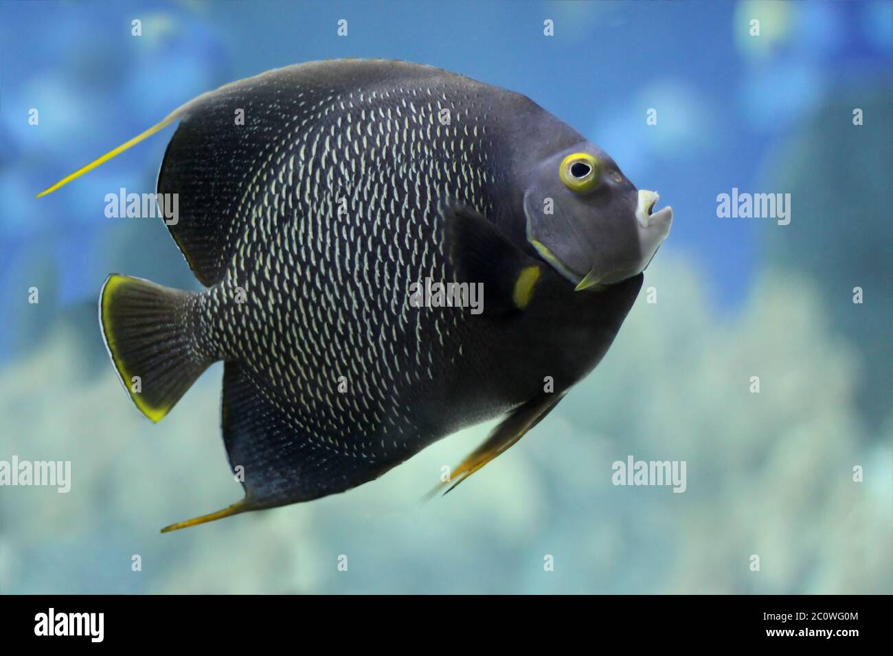 fish, sea water, french (pl.), salt water, sea, ocean, water, aquarium ...