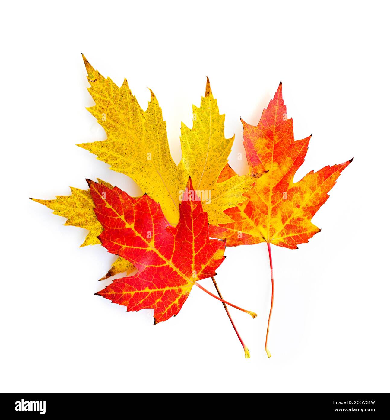 Three details Cut Out Stock Images & Pictures - Alamy