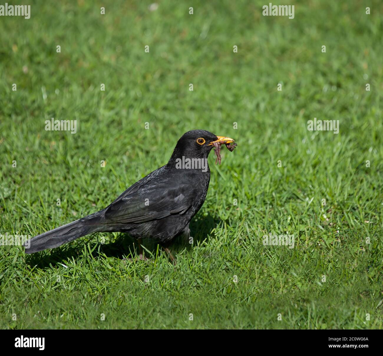 male, masculine, black, swarthy, jetblack, deep black, blank, european ...