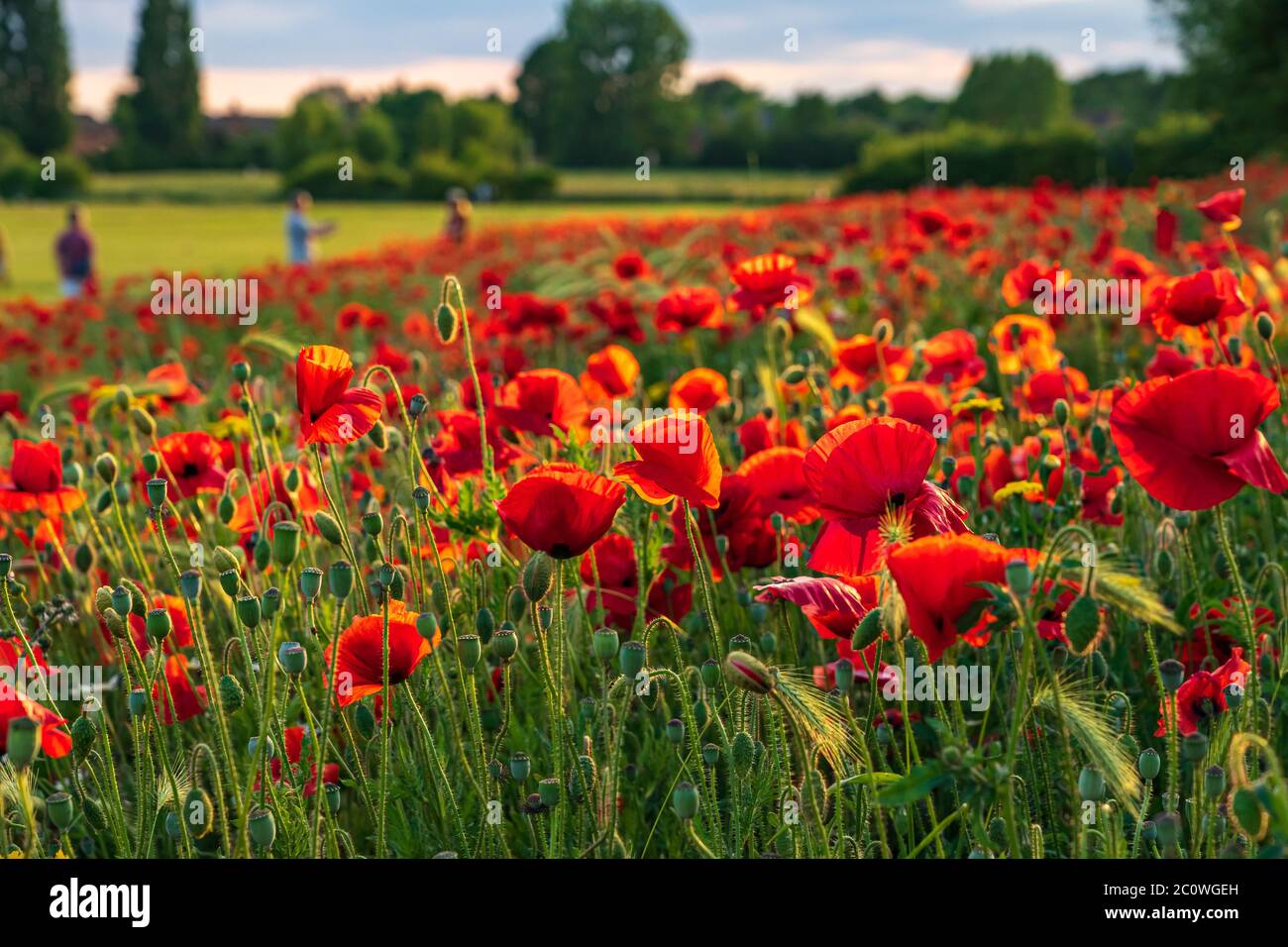 Plock court hi-res stock photography and images - Alamy