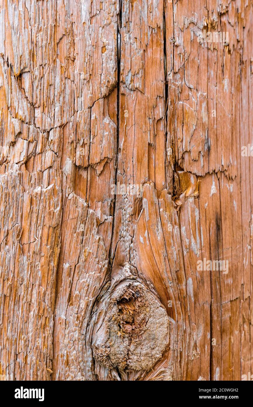 Wood decay with wood termites, Old grunge dark textured wooden ...