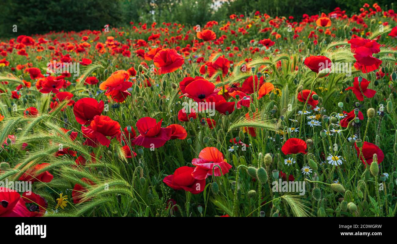 Red poppies black field hi-res stock photography and images - Alamy