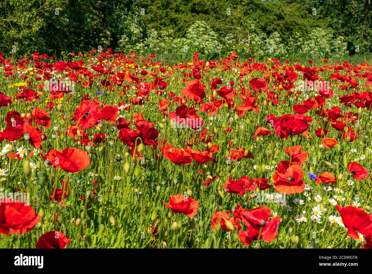 Wildflowers in the english countryside hi-res stock photography and ...