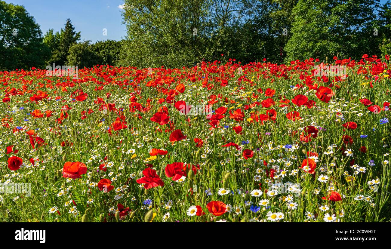 Poppies and wildflowers at Plock Court, planted by the University of ...